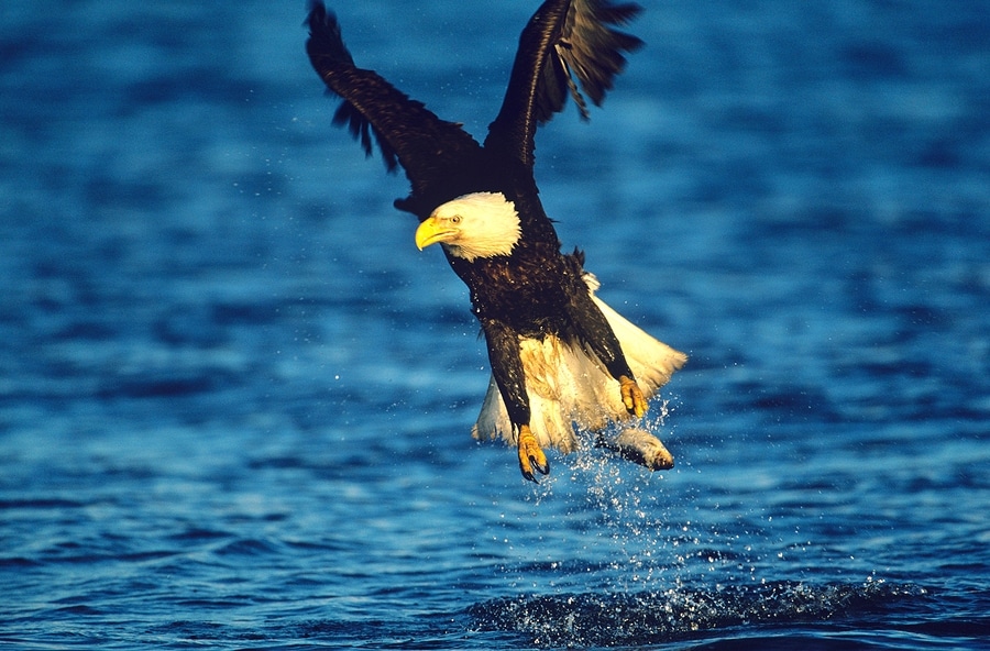 The Best Places to See the Winter Bird Migration in Chattanooga