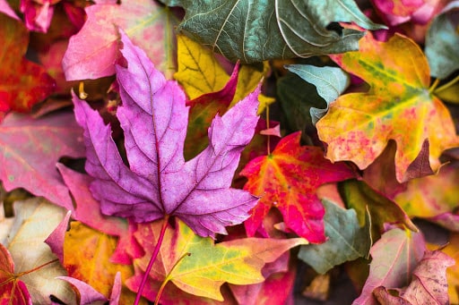 Where to See Fall Color in Chattanooga, TN